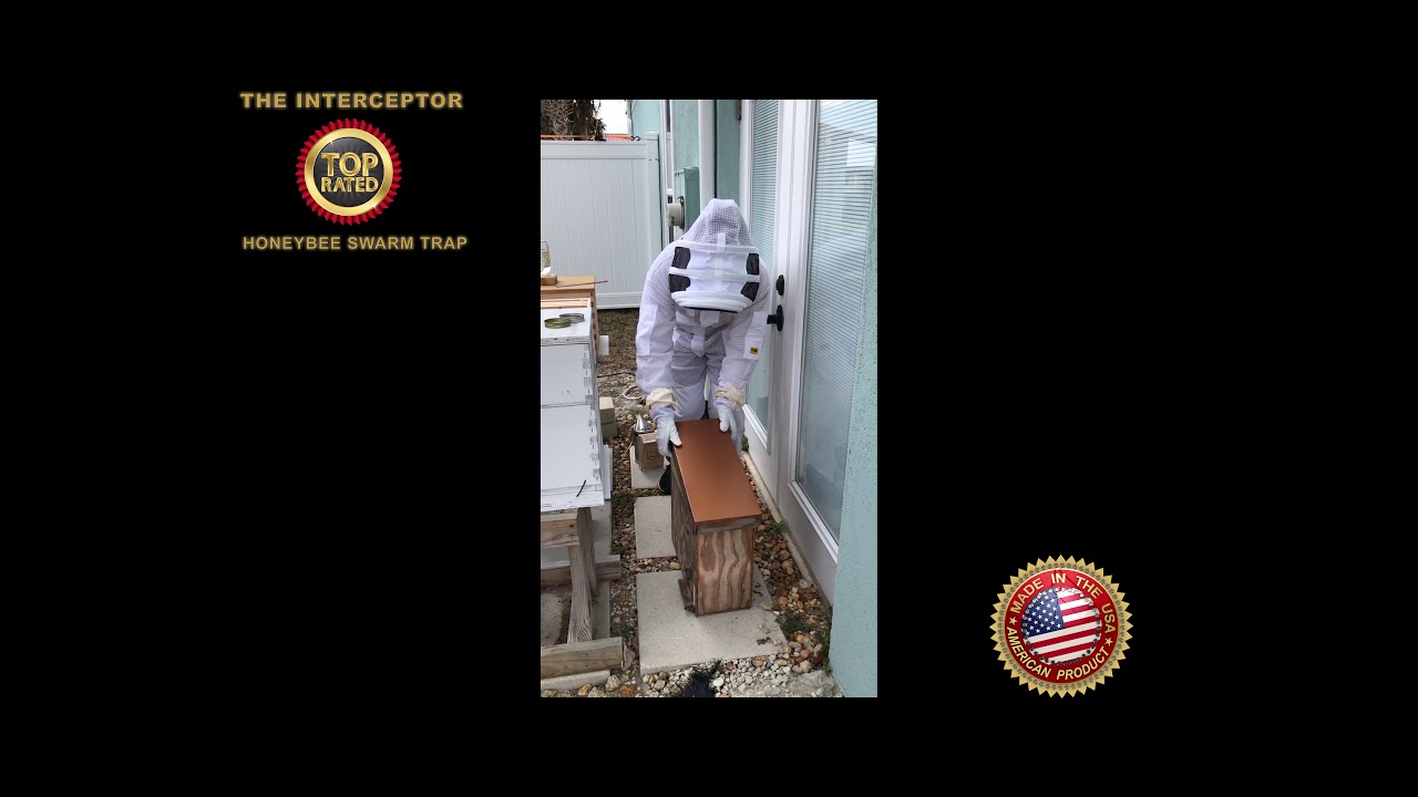 INTERCEPTOR HONEYBEE SWARM TRAP TRANSFER - YouTube