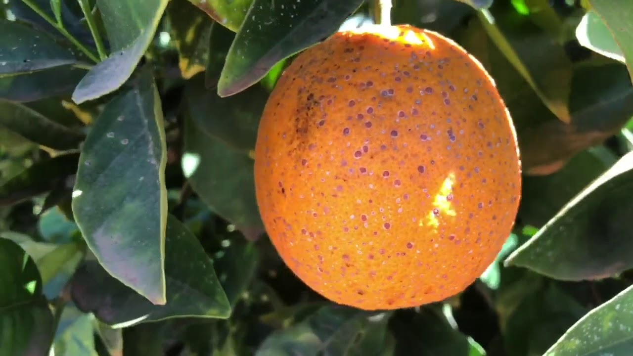 ADAMA's Trivor® Insecticide tackling Red Scale on valencias - YouTube