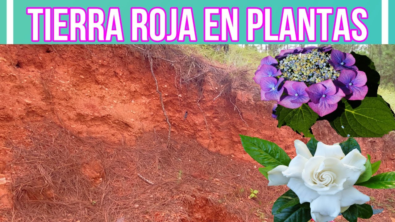BENIEFICIOS DE LA TIERRA ROJA EN PLANTAS, COMO DARLE HIERRO A TUS ...
