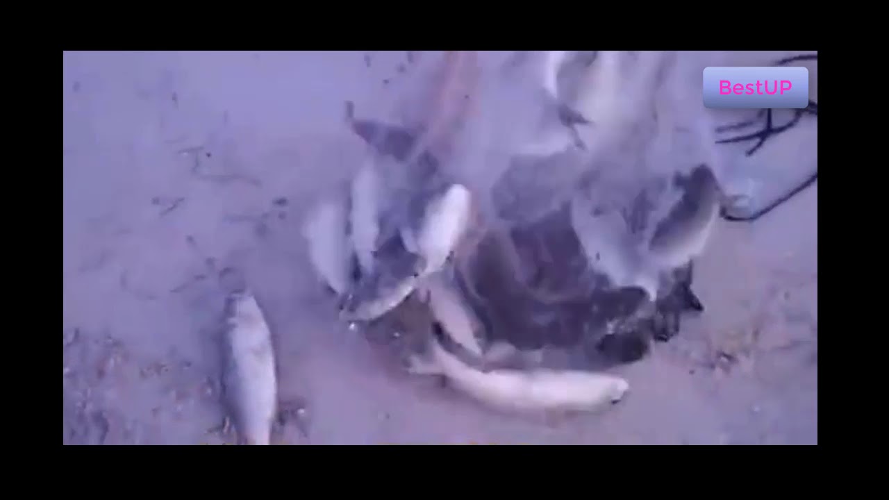 Magic Fishing Net - YouTube