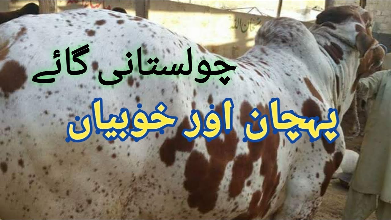 Cholistani Cattle Physical Characteristic | Cholistani cow ki Pehchan ...