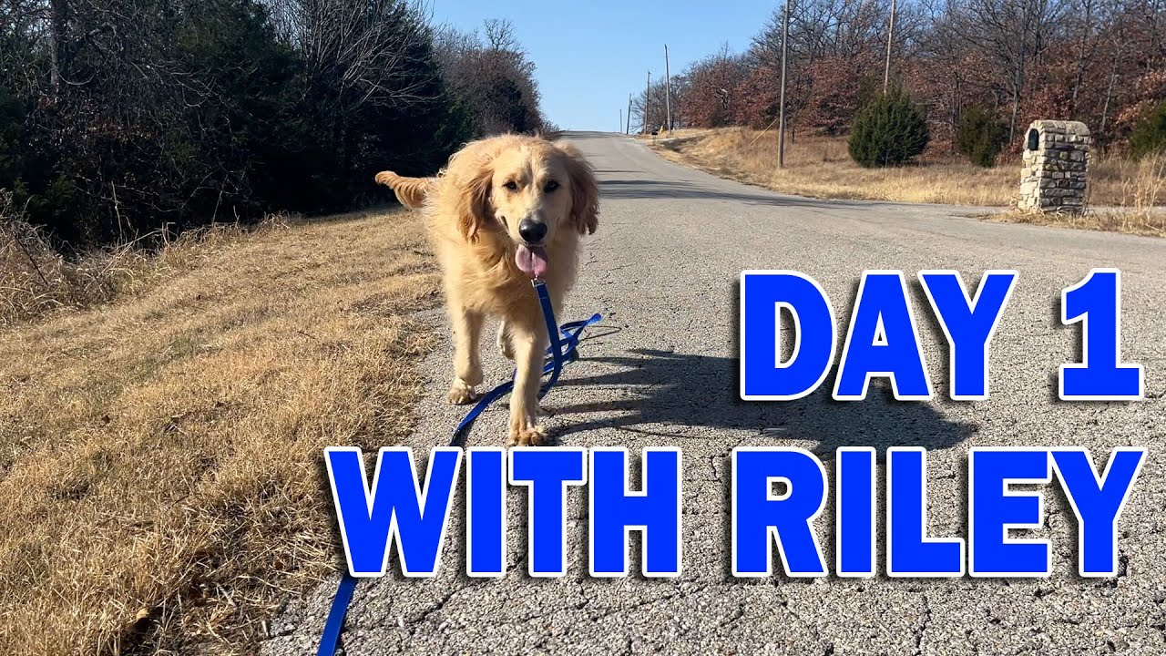 Training a hyper GOLDEN DOODLE - Riley, Day 1 - YouTube