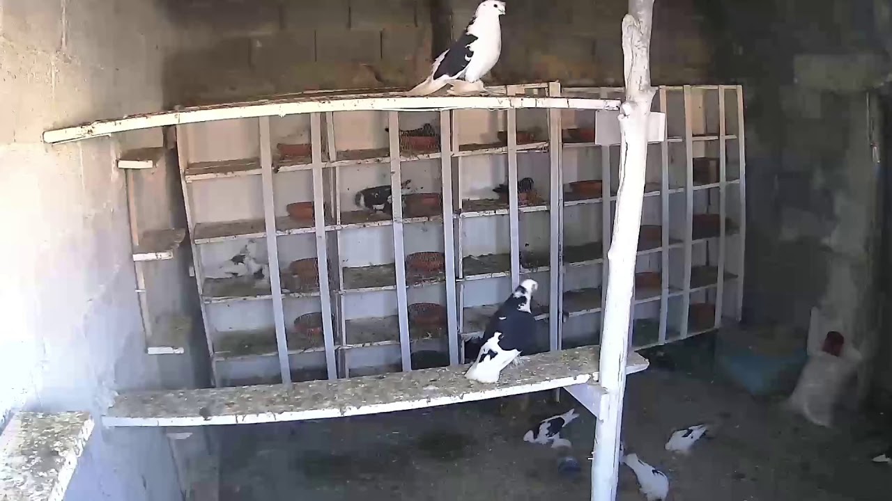 Pellumbat e ditit postribe shkoder 2020 - YouTube