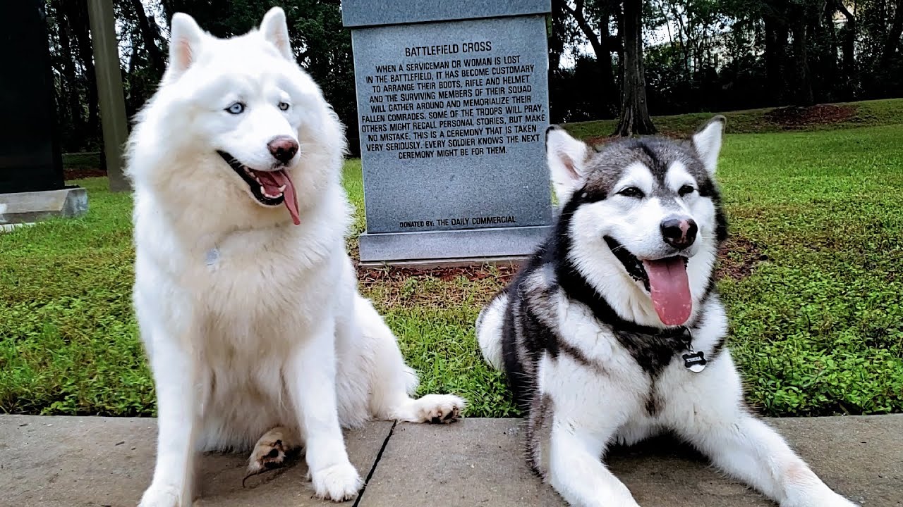 How Malamute & Husky Celebrate Veterans Day | Ronald Reagan's Veterans ...