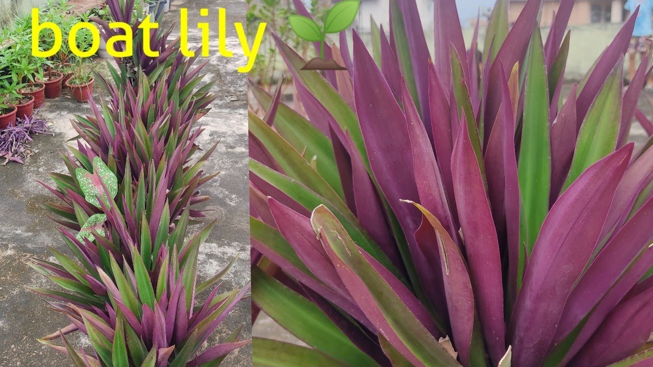 छोटे से ⛵ boat lily के पौधे 🌱से तैयार हो गई क्यारी 🌳🌳जैसी look | boat ...