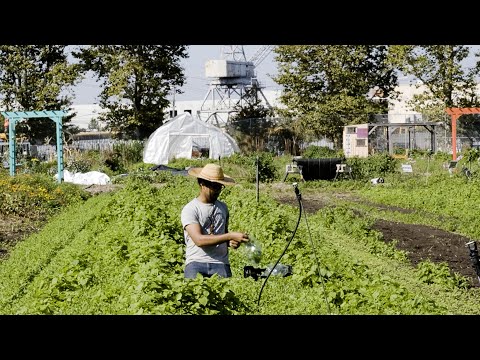 Red Hook Farms: A Hub for Community, Food and Education