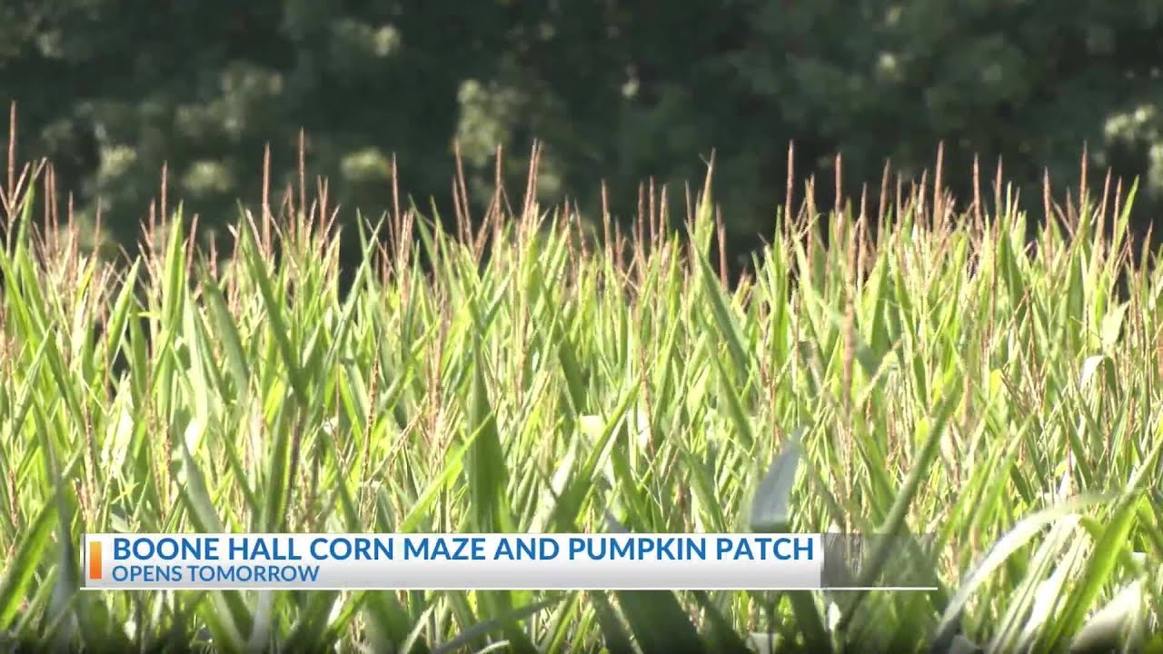 Boone Hall to open corn maze, pumpkin patch Friday - YouTube