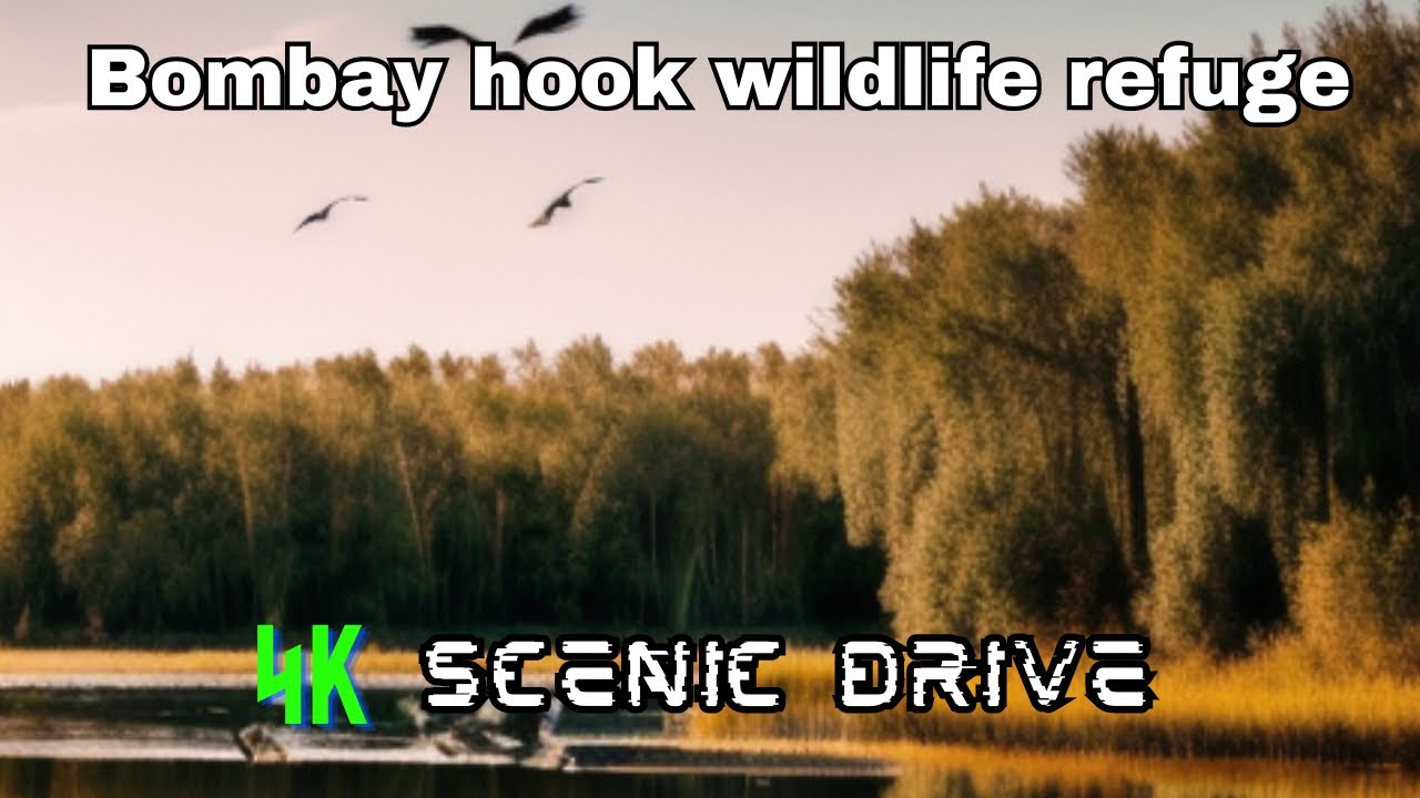 Bombay Hook National Wildlife Refuge Loop - Delaware Scenic Drive - YouTube