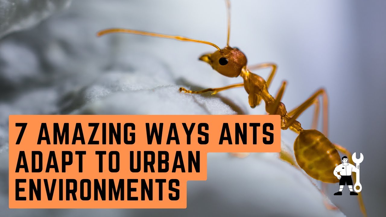 7 Amazing Ways Ants Adapt to Urban Environments - YouTube