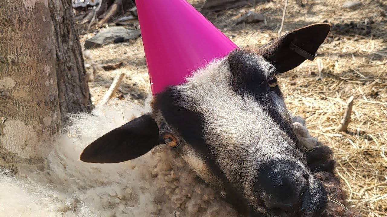Alpaca's, A Birthday Party, and Planting seeds...oh my! - YouTube