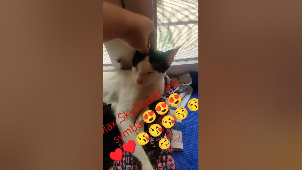 My Cats 😘 Youtube