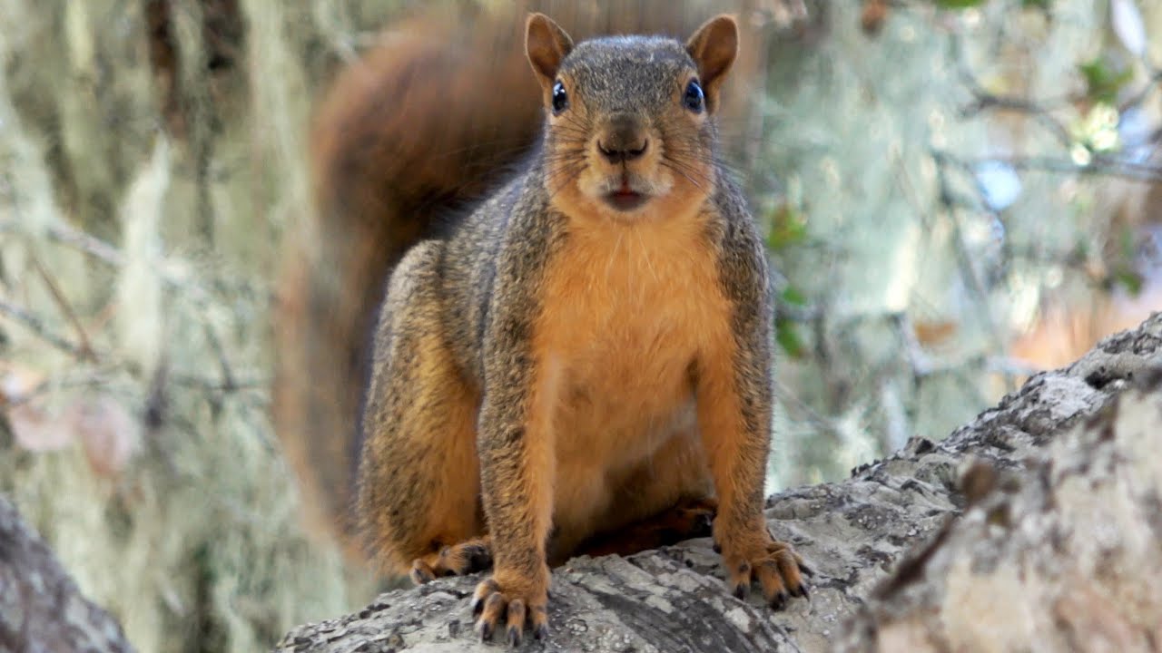 The Sound of Fox Squirrel - YouTube