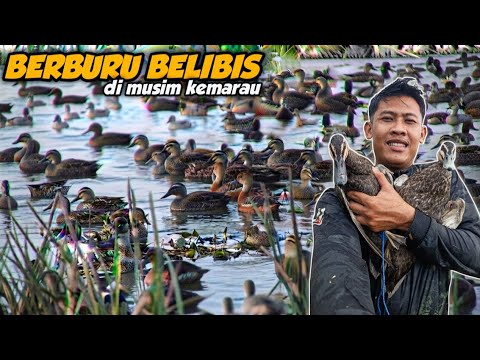 GILAA... BELIBIS SEPERTI DI TERNAK‼️BERBURU BELIBIS DI MUSIM KEMARAU
