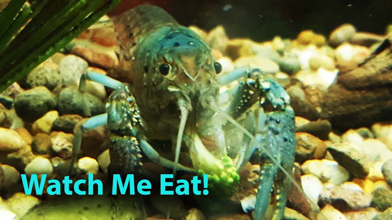 Crayfish Eating Lettuce and Peas! - YouTube