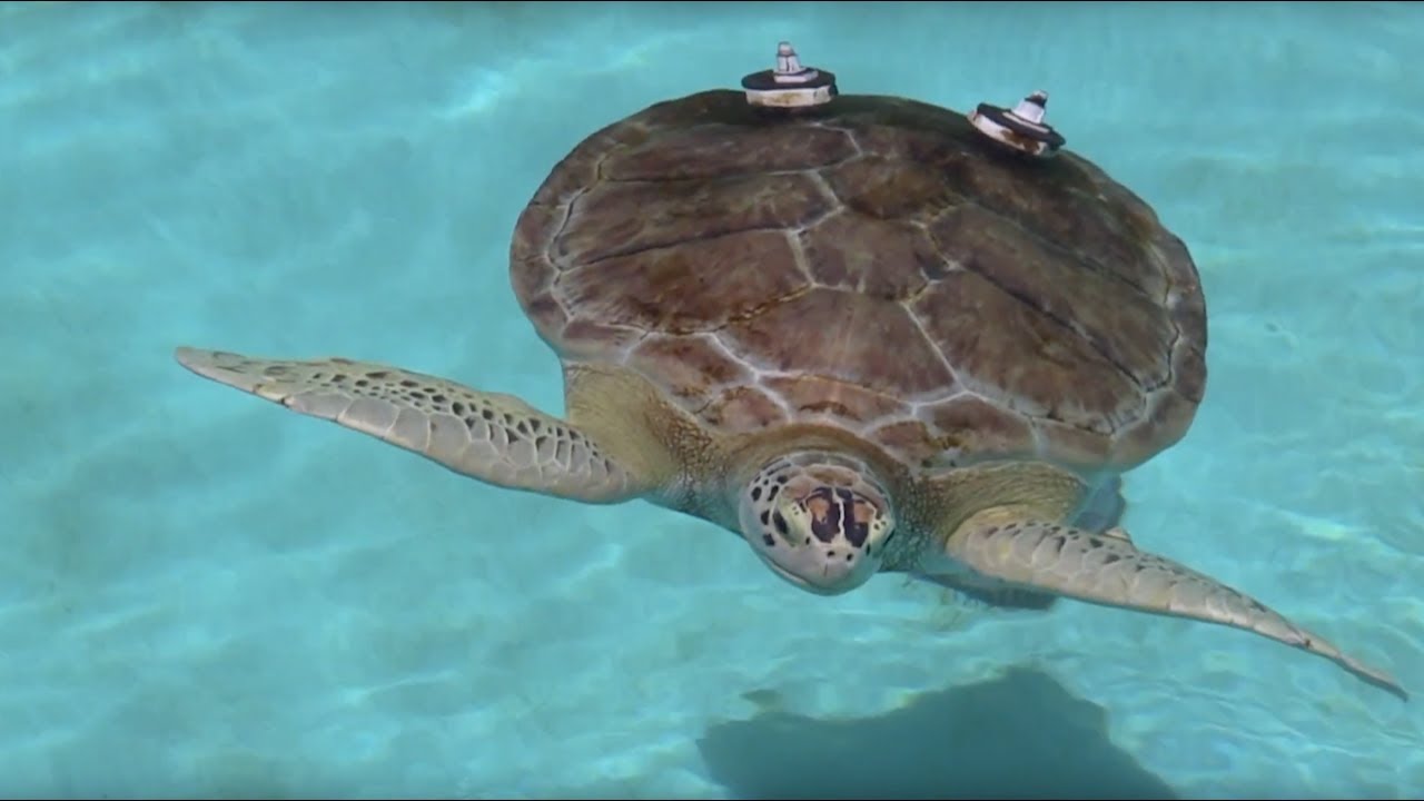 Captain the Sea Turtle at the Marine Environmental Education Center ...
