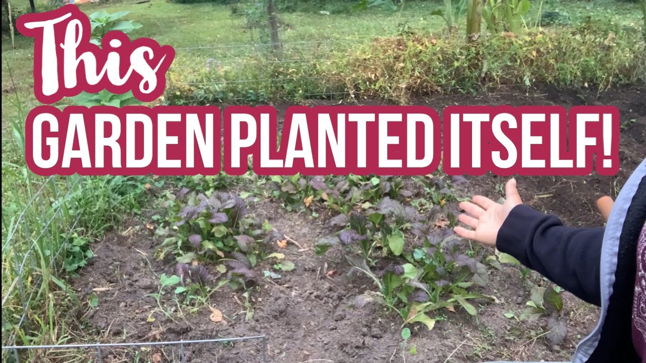 SELF PLANTING GARDEN - YouTube