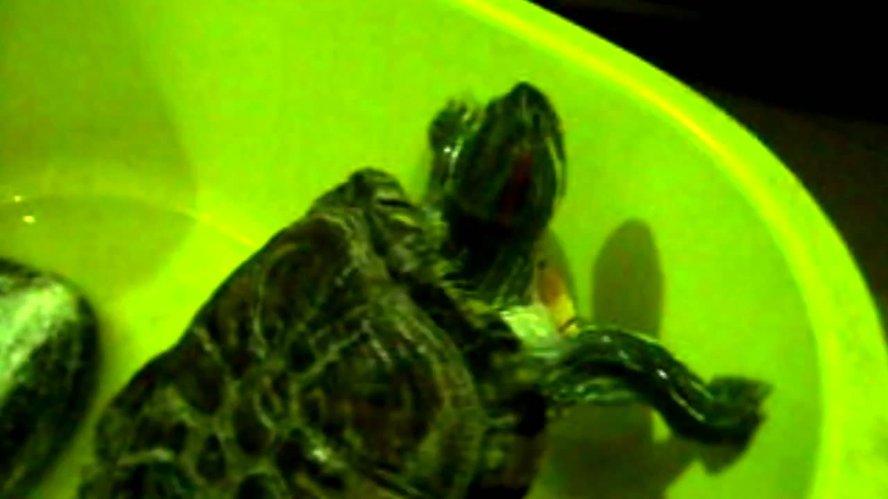 Red Ear Slider bite and make a Slow Motion/ TWIXTOR AFTER EFFECTS CS4 ...