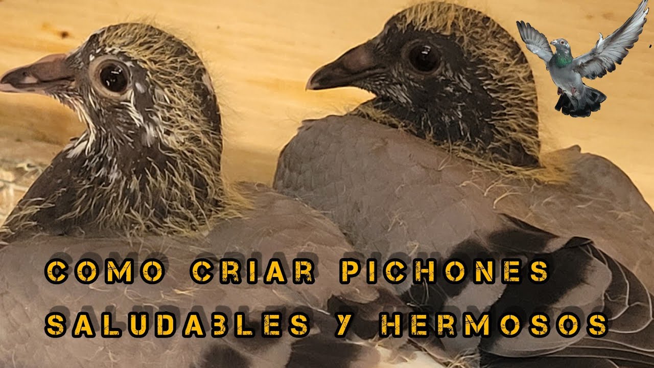 Tips para criar pichones hermosos y saludables!! - YouTube