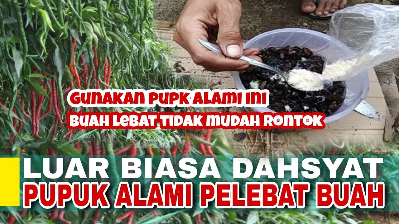 CARA MEMBUAT PUPUK ALAMI PELEBAT BUAH || PUPUK ORGANIK CAIR (POC ...