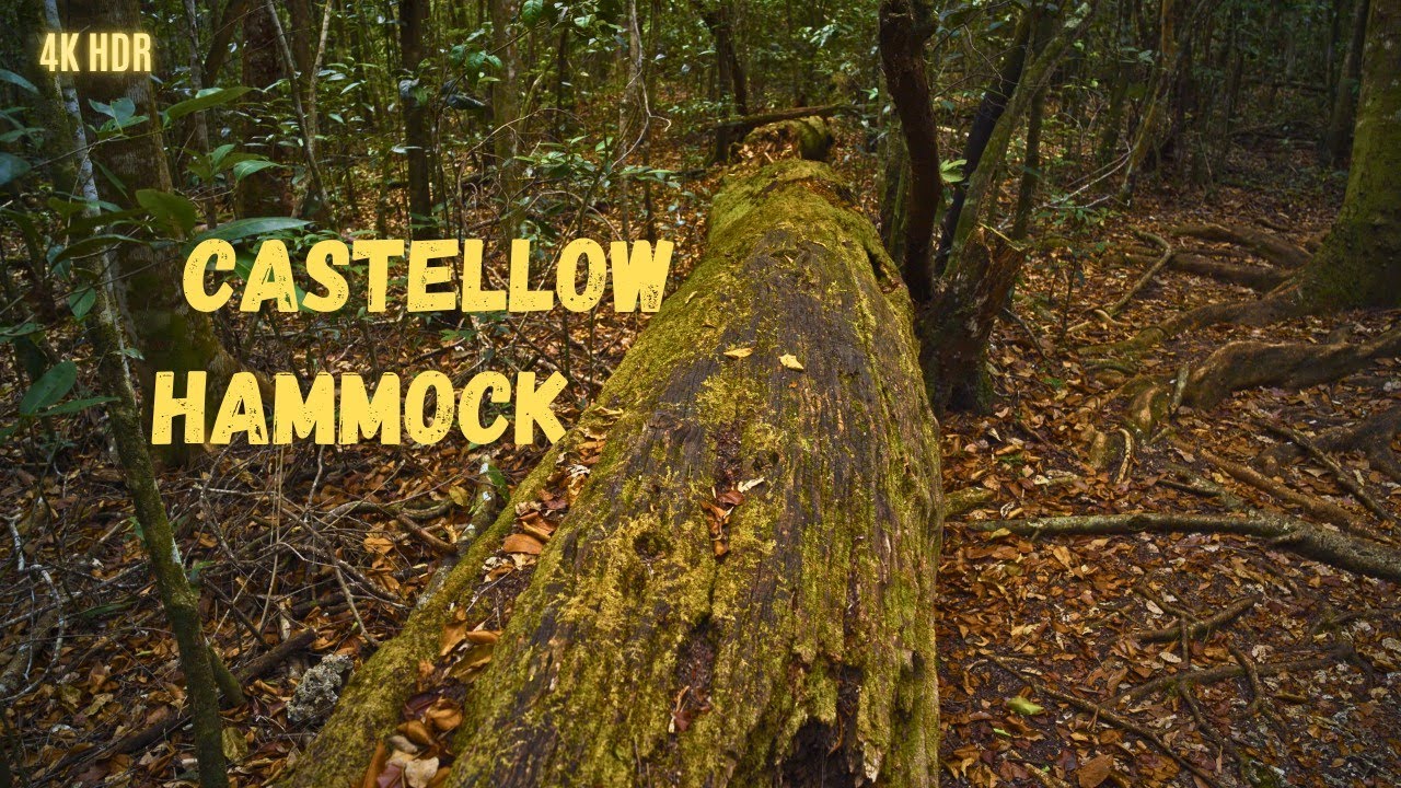 Castellow Hammock Hike - A Hidden Trail in Miami! #4K #HDR #nature # ...