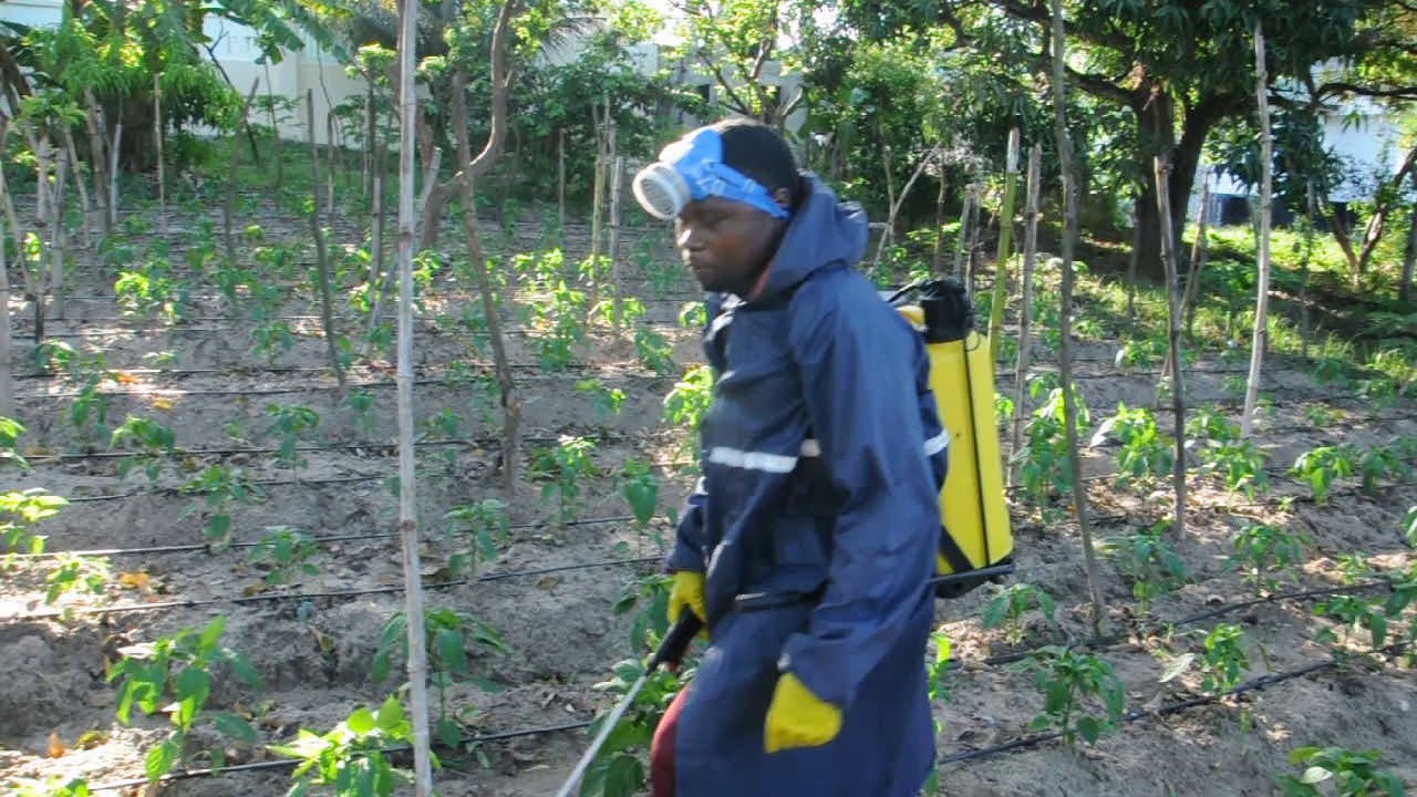 kilimo cha pilipili hoho stage ya 3 kangeta kilimo - YouTube