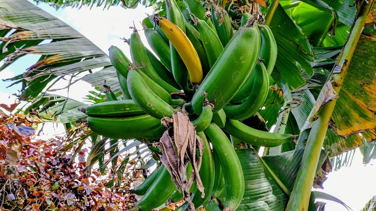 Cuban Macho Banana picking and tasting - YouTube