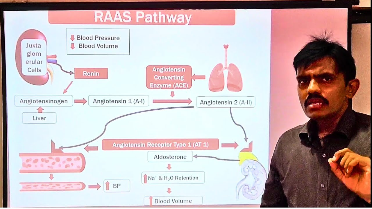RAAS System and Blood Pressure - YouTube