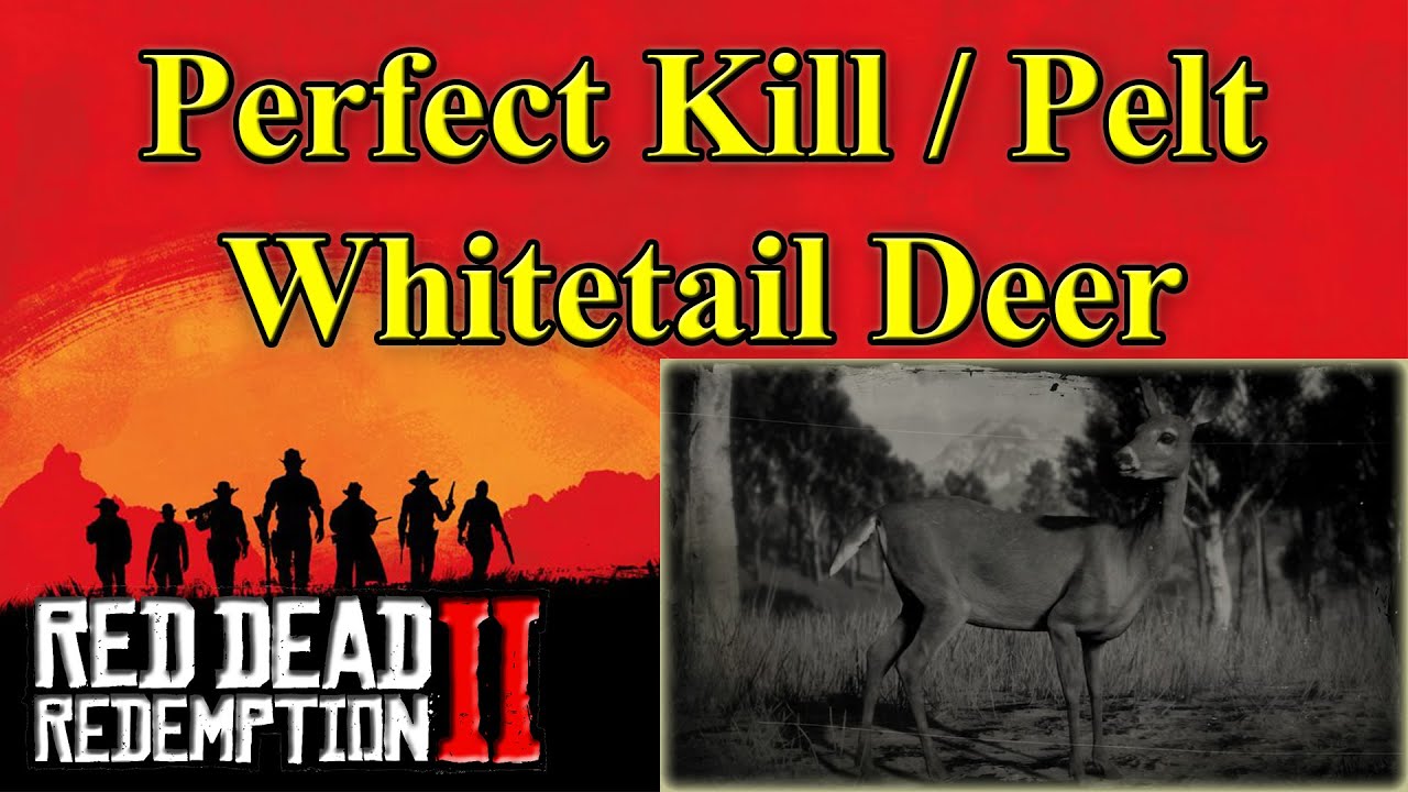 RDR2 Whitetail Deer. How to get a Perfect Kill / Pelt? - YouTube