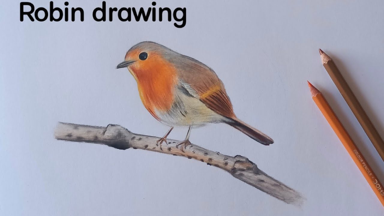 European Robin drawing with coloured pencils - YouTube