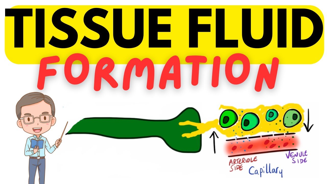 Unveiling the Mystery: How Tissue Fluid Forms in Your Body - YouTube
