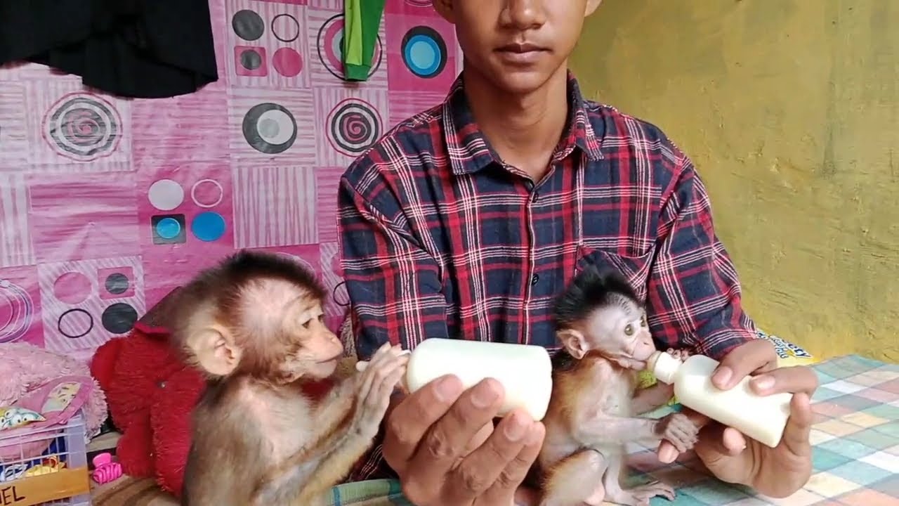 Feed and milk the two cute baby monkeys, and play together - YouTube