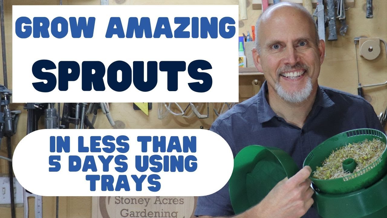 Grow Amazing Sprouts in less than 5 Days! - YouTube