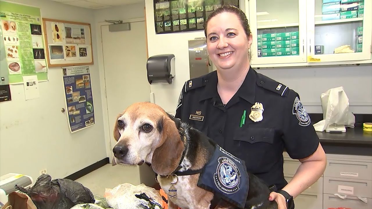 Are Beagles Used As Police Dogs