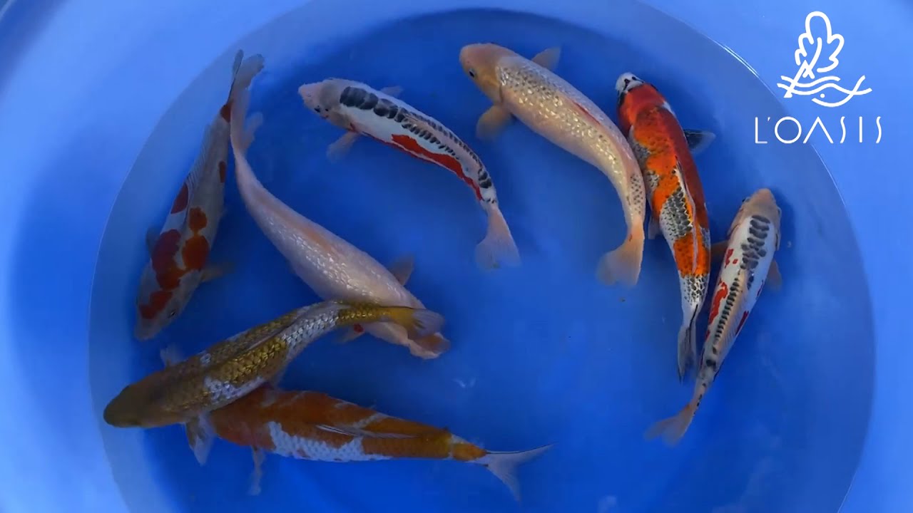 Doitsu Ochiba Shigure - Shusui - Ginrin Yuki Asagi - Ginrin Ochiba ...