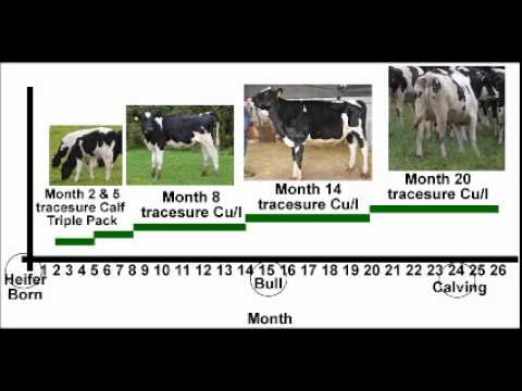 Rhys Williams - Block calving milk production - YouTube