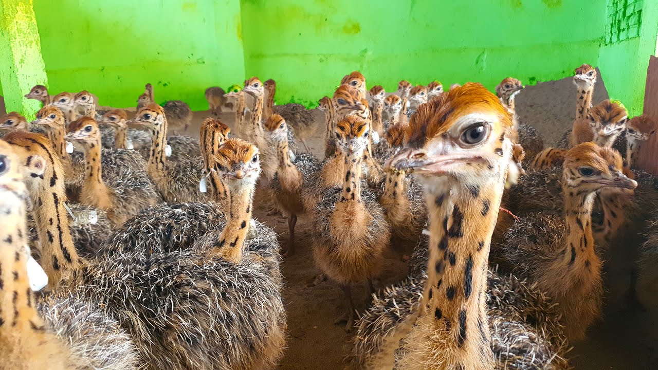 Make 5000 $ /month raise Ostrich On Poultry Farm - YouTube