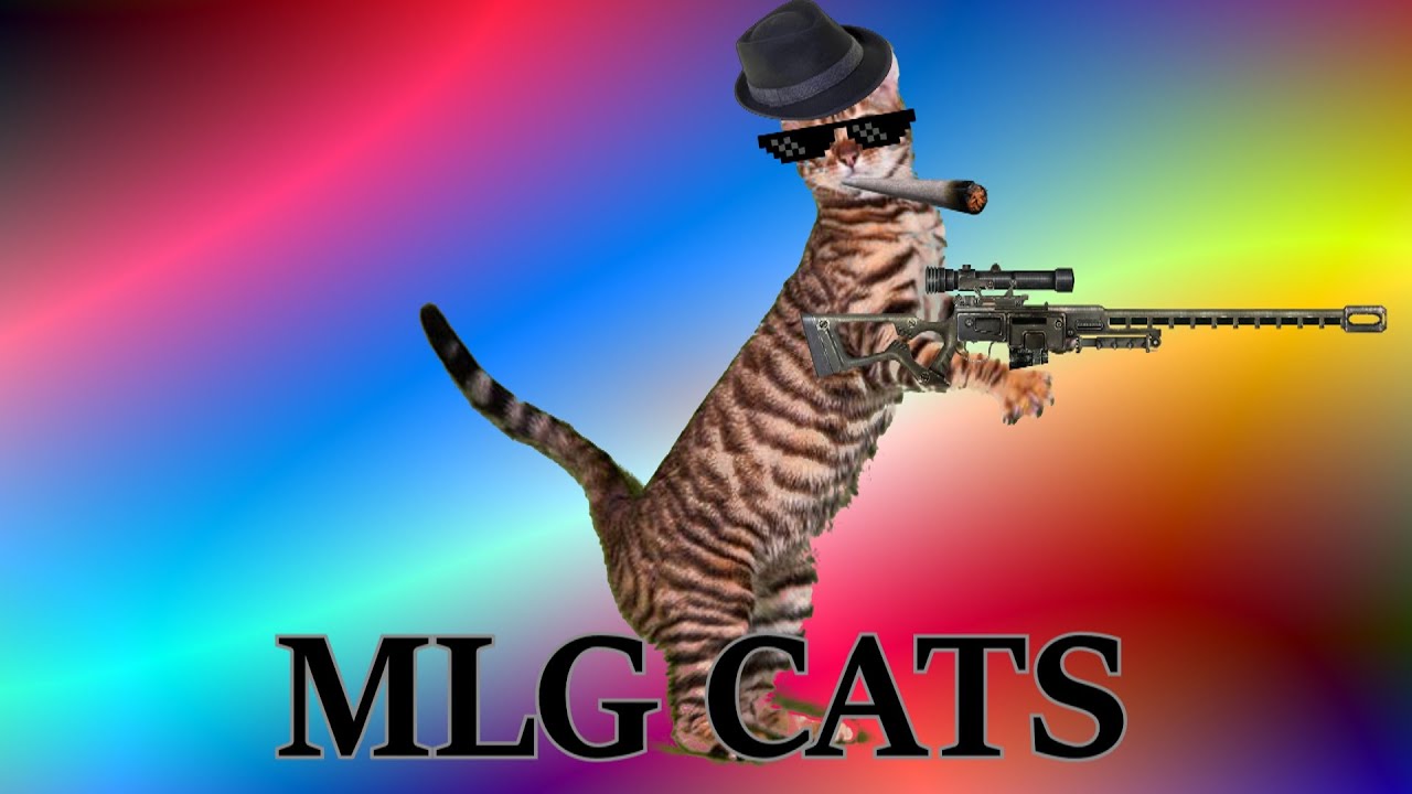 MLG Cats - YouTube