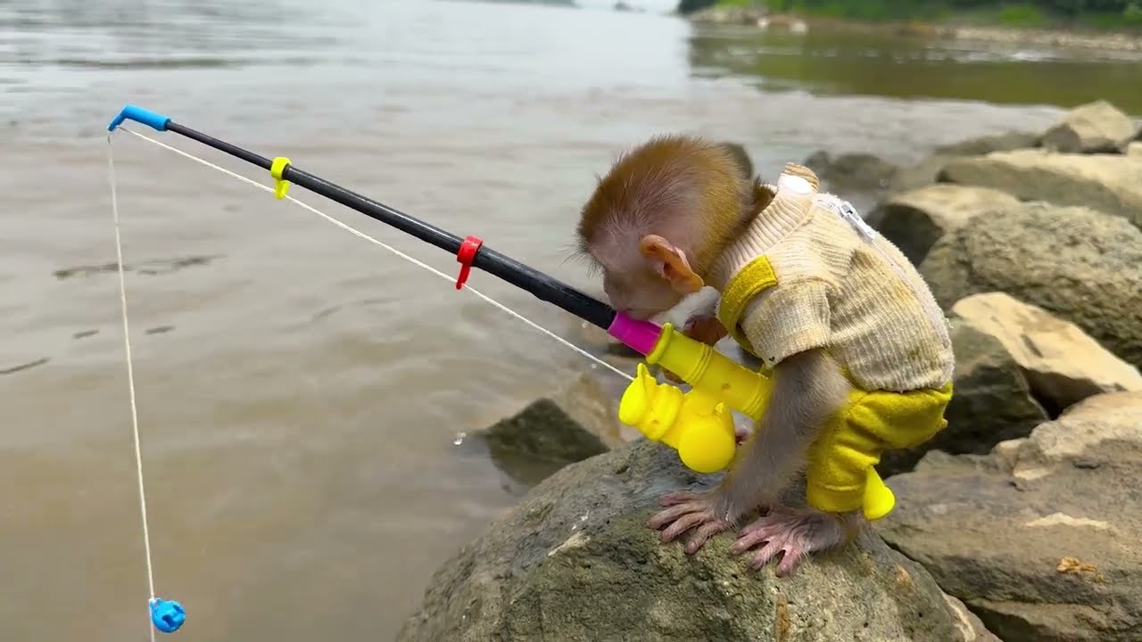 Baby monkeys go fishing and grill shrimp with puppies, ducklings in the ...