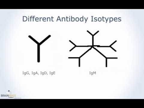 Immunology Techniques (part 1 of 3) - YouTube