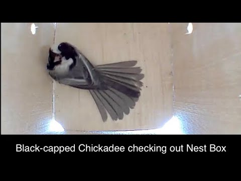 Bluebird attacks Chickadee checking out empty Nest Box. April-2024 - YouTube