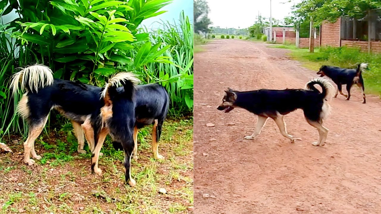 Love sweet dog they are very friendly ker ker and chear best time - YouTube