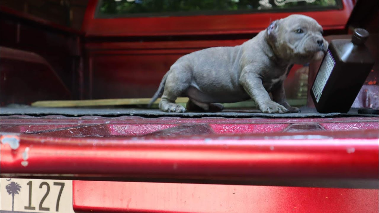 I missed out on a real deal on a BULL!! I'm sick!! #kennel # ...