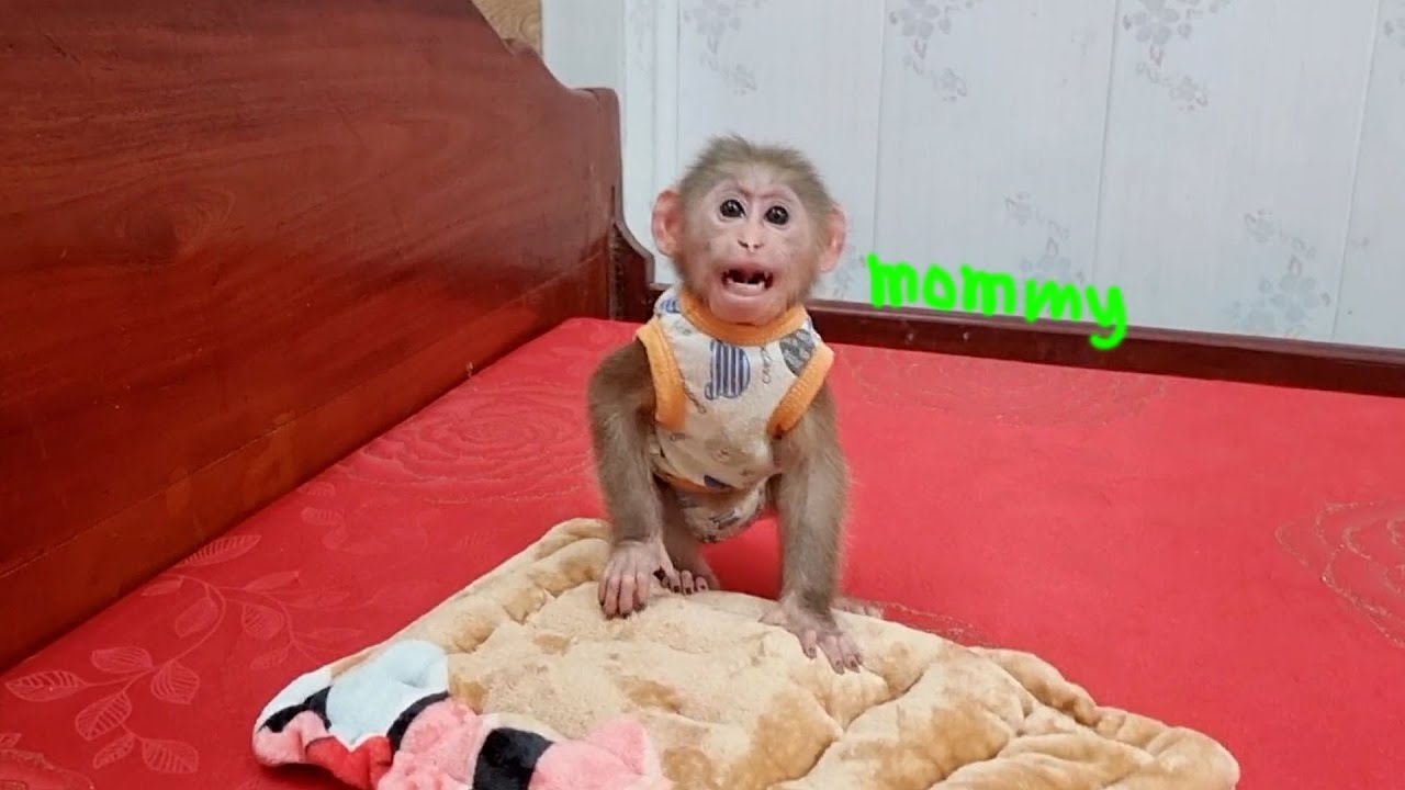 Genoius BeeBoy Keep Making Load Noisy Sound to Wake Mom To Put Him In ...