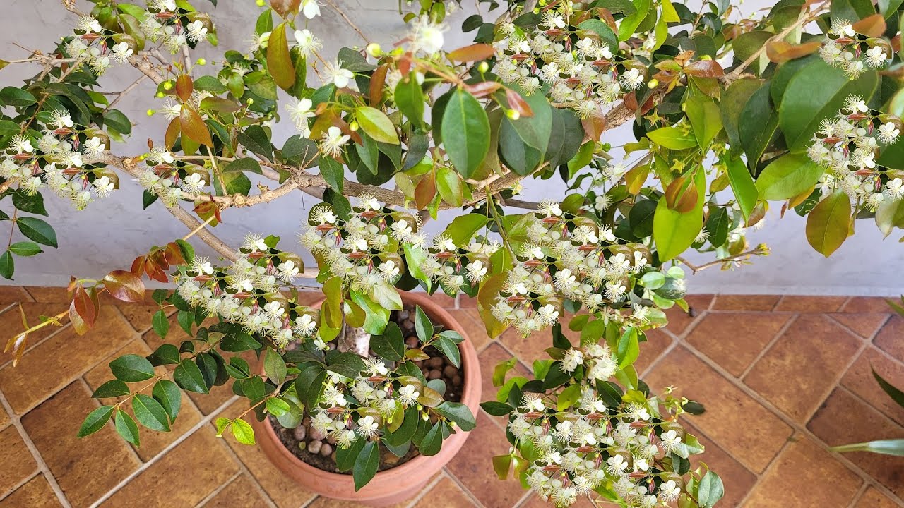Flores De Pitanga: Conheça Os Benefícios E A Importância Dessa Espécie ...