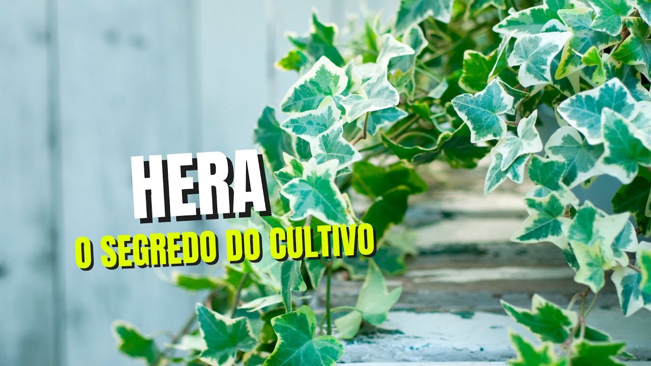 HERA: Coisas que você PRECISA saber sobre seu CULTIVO - YouTube