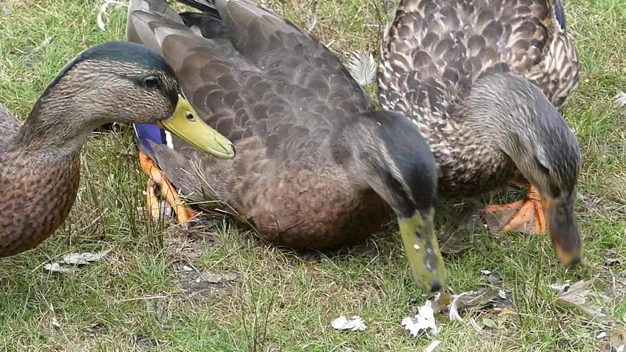 Inspirational Duck Story - Severely injured it struggles to survive ...