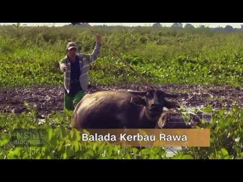 Balada Kerbau Rawa - Inside Indonesia