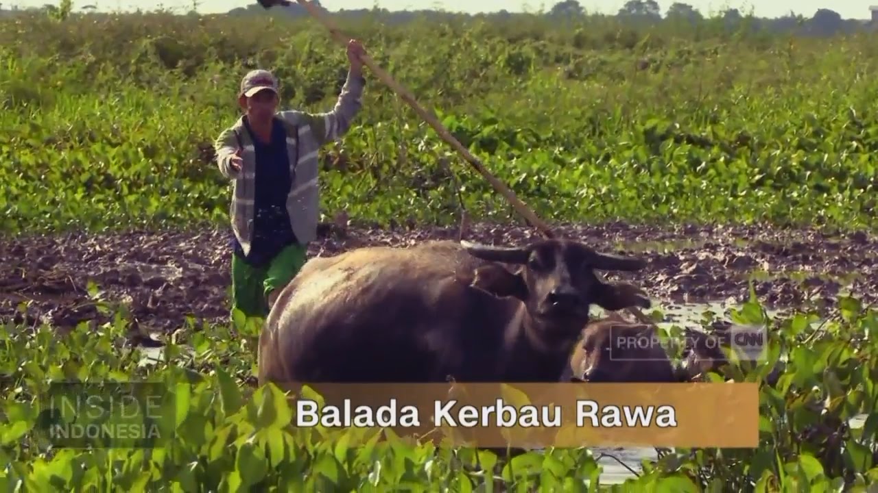 Balada Kerbau Rawa - Inside Indonesia - YouTube