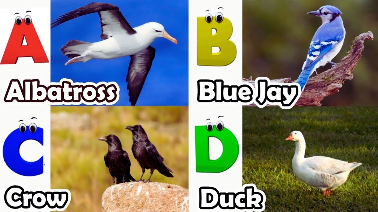 Birds Alphabet Song for Kids | Birds ABC Song | Phonics for Kids | Baby ...
