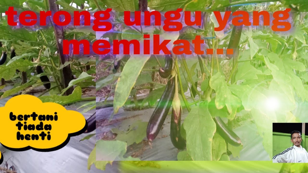 Mengatasi hama pada terong ungu |2020 - YouTube